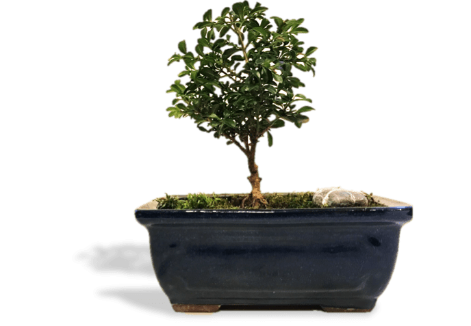Bird's Bonsai | The perfect little trees