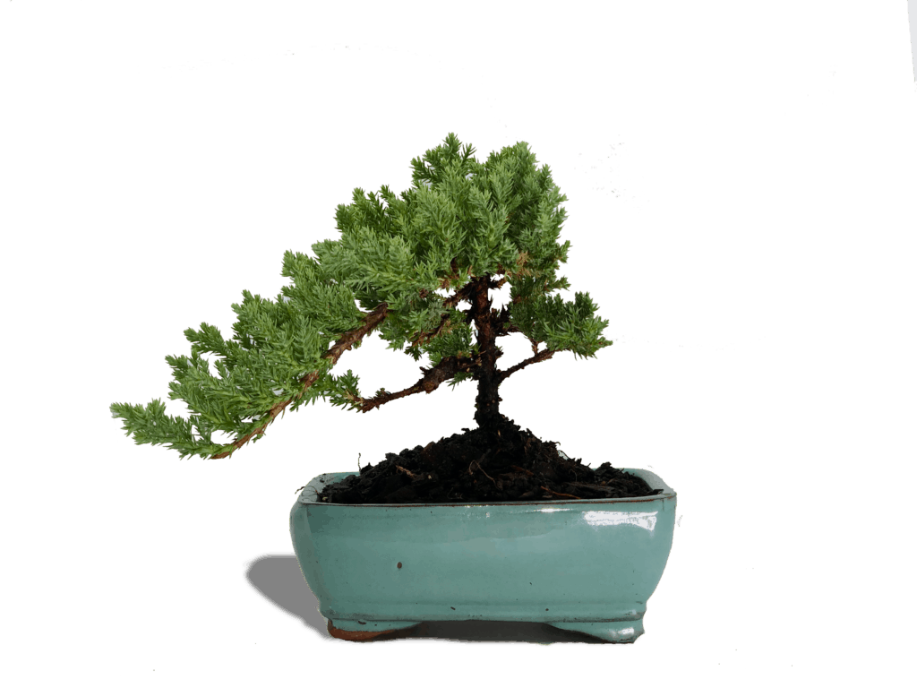 Bonsai Care Birds Bonsai